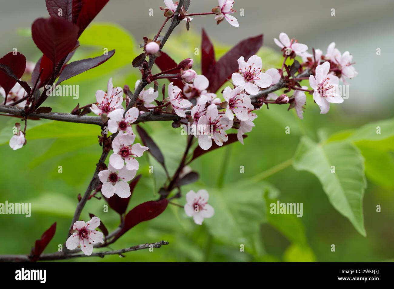 Covered with flowers in Spring. black leaved Plum,, Prunus Nigra Stock ...