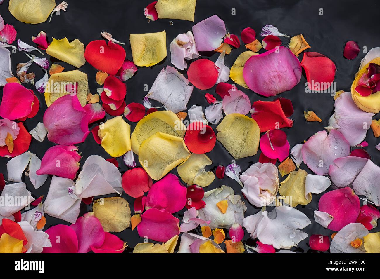 Flower petals float on a lake after memorial service Stock Photo - Alamy