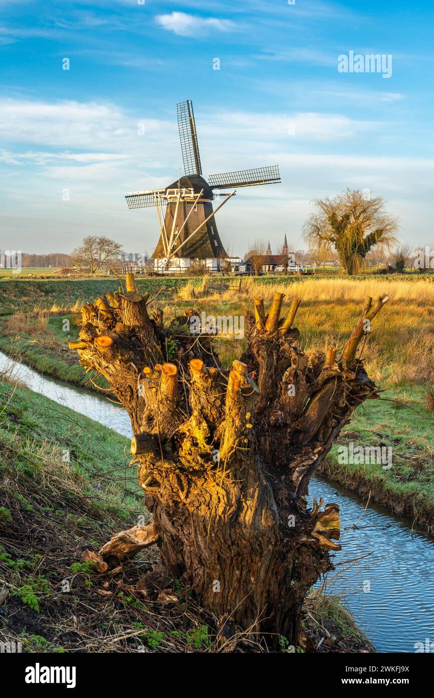 Scenery with an old willow tree and a traditional dutch windmill in the village of Abcoude on a ...