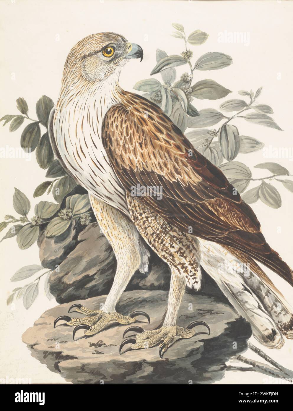 Bonelli's eagle (Aquila fasciata) by Gwillim Elizabeth in 1801 Stock ...