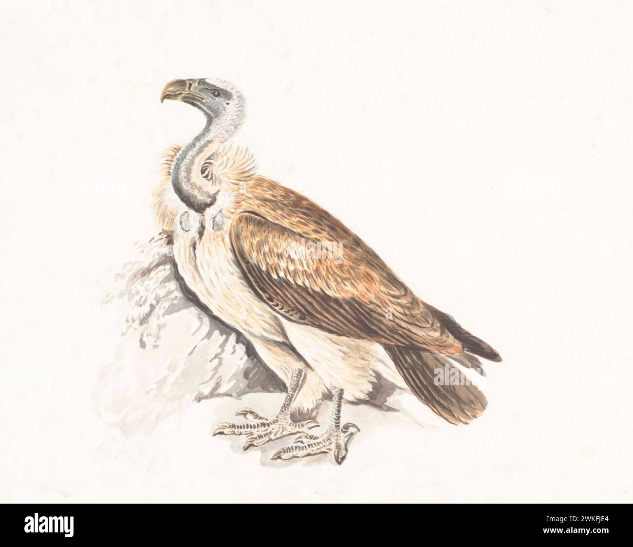 Indian vulture (Gyps indicus) by Gwillim Elizabeth in 1801 Stock Photo ...