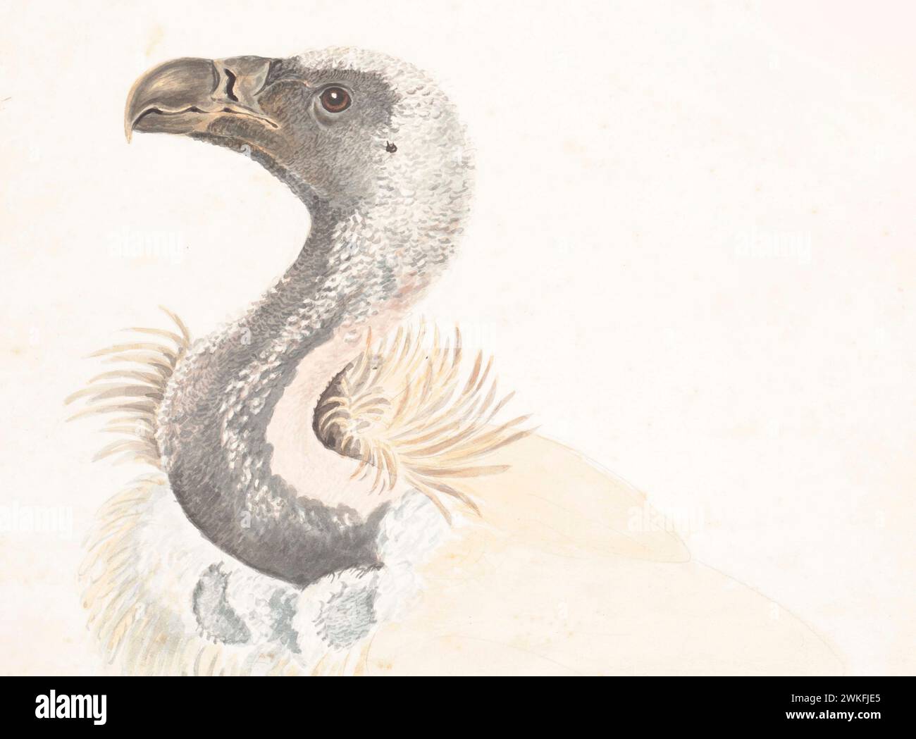 Elizabeth in 1801 hi-res stock photography and images - Alamy