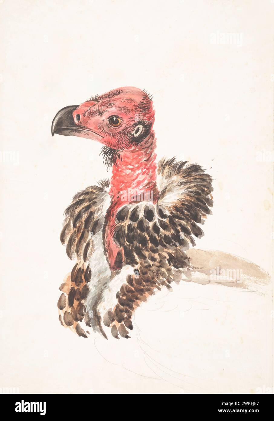 Sarcogyps calvus hi-res stock photography and images - Alamy