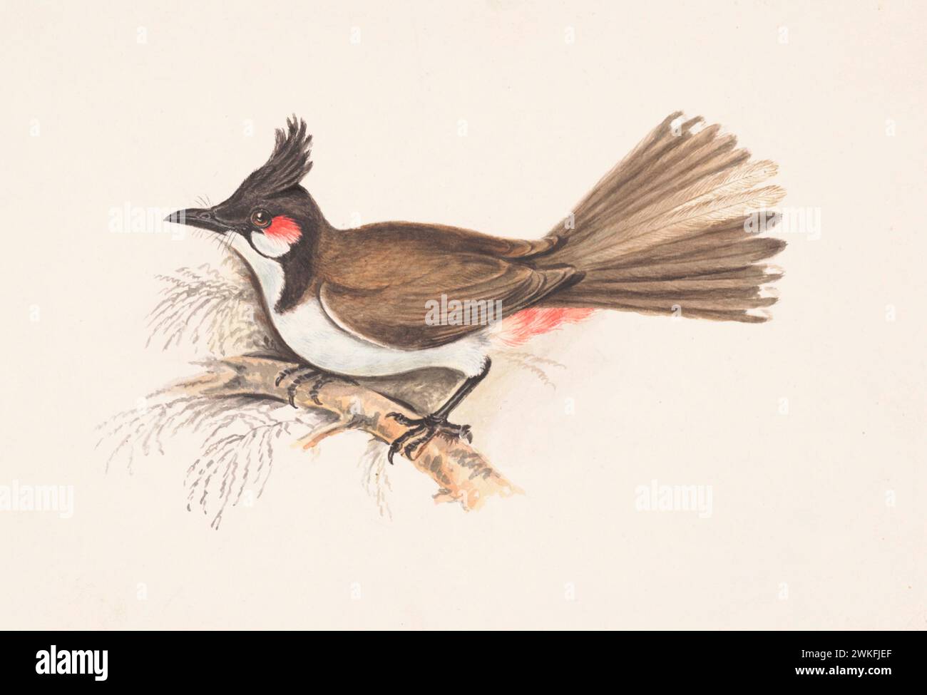 Red whiskered bulbu hi-res stock photography and images - Alamy