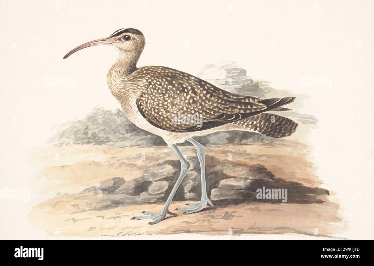 Whimbrel (Numenius phaeopus) by Gwillim Elizabeth in 1801 Stock Photo ...