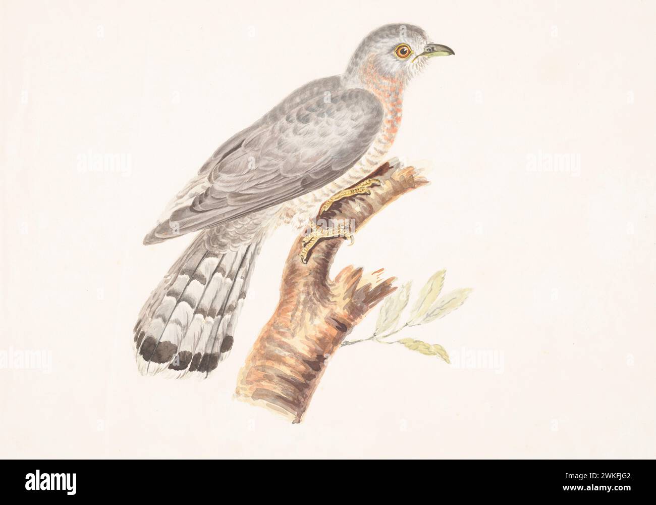 Cuculo falco comune hi-res stock photography and images - Alamy