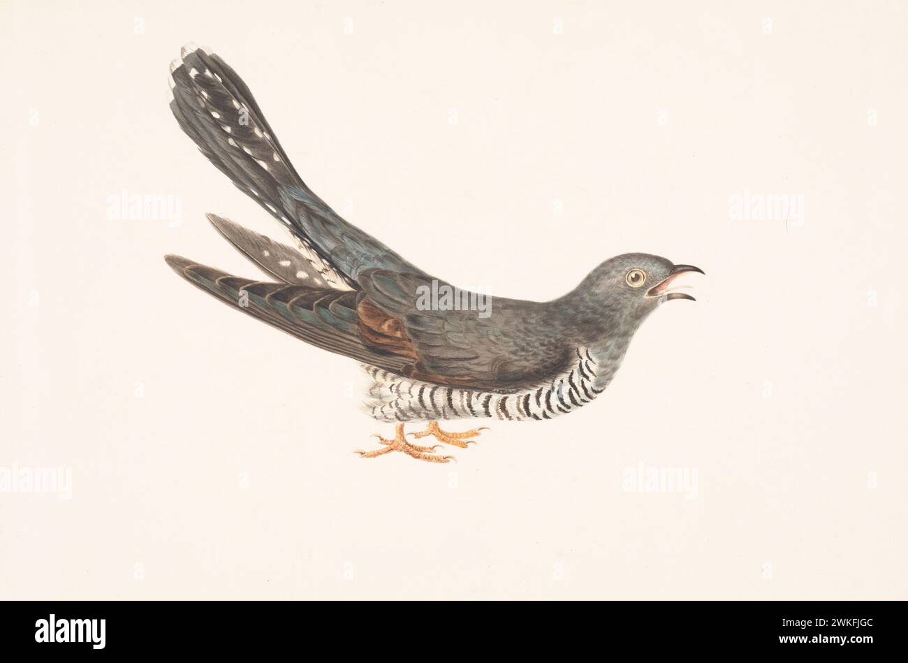 Common Cuckoo (Cuculus canorus) by Gwillim Elizabeth in 1801 Stock ...