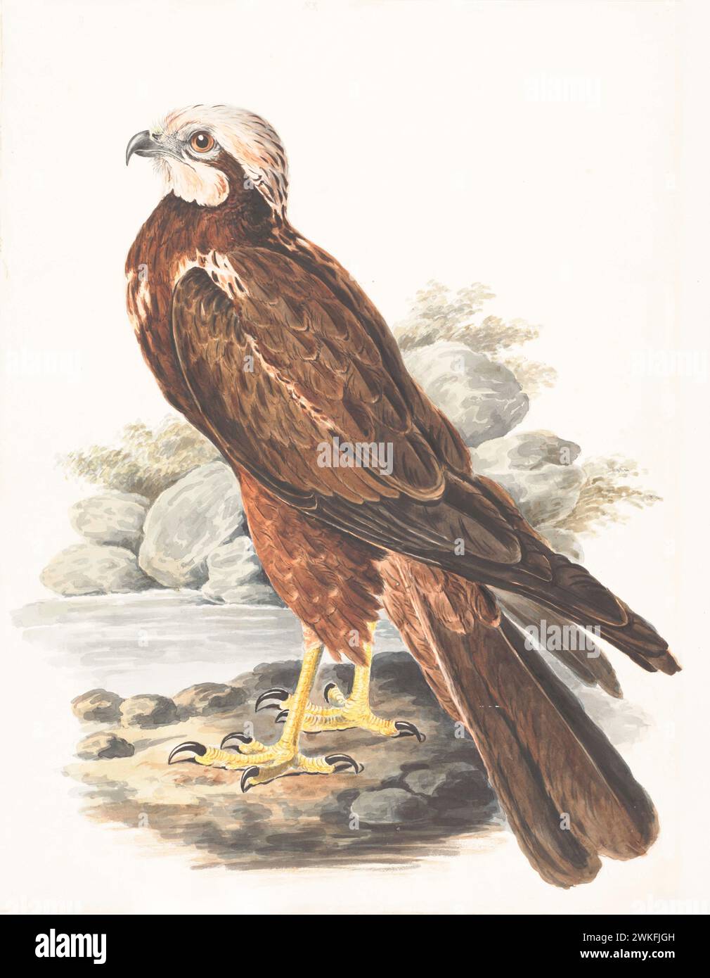 Western marsh harrier (Circus aeruginosus) by Gwillim Elizabeth in 1801 ...