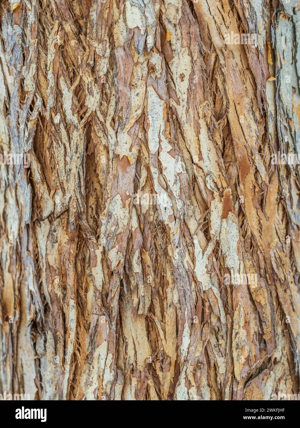 The texture of the bark of an old willow. Detailed bark texture ...