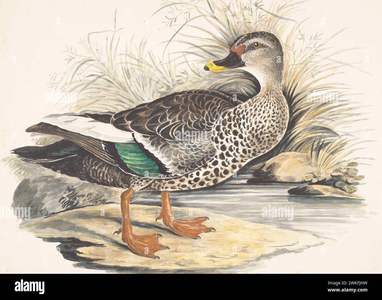 Indian spot-billed duck (Anas poecilorhyncha) by Gwillim Elizabeth in ...