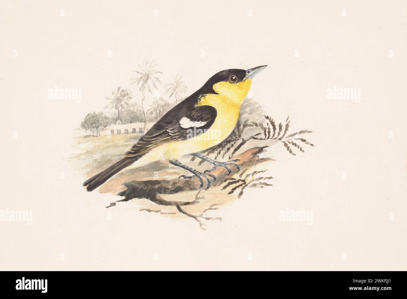 Common iora (Aegithina tiphia) by Gwillim Elizabeth 1801 Stock Photo ...