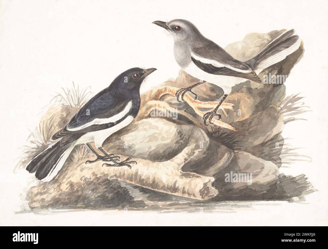 Merlo gazza orientale hi-res stock photography and images - Alamy