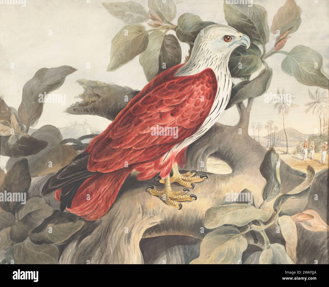 Brahminy Kite (Haliastur indus) by Gwillim, Elizabeth Stock Photo - Alamy