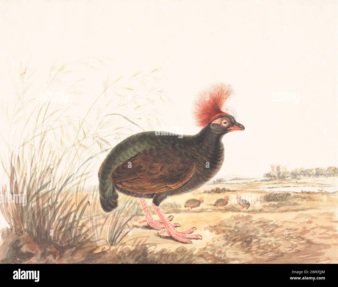 Crested Partridge (Rollulus rouloul) by Gwillim Elizabeth in 1801 Stock ...