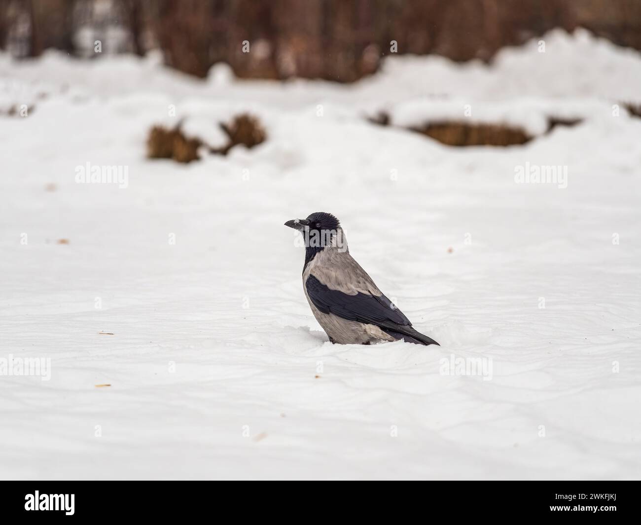 Crow in the snow on a winter day close-up. The hooded crow, Corvus ...