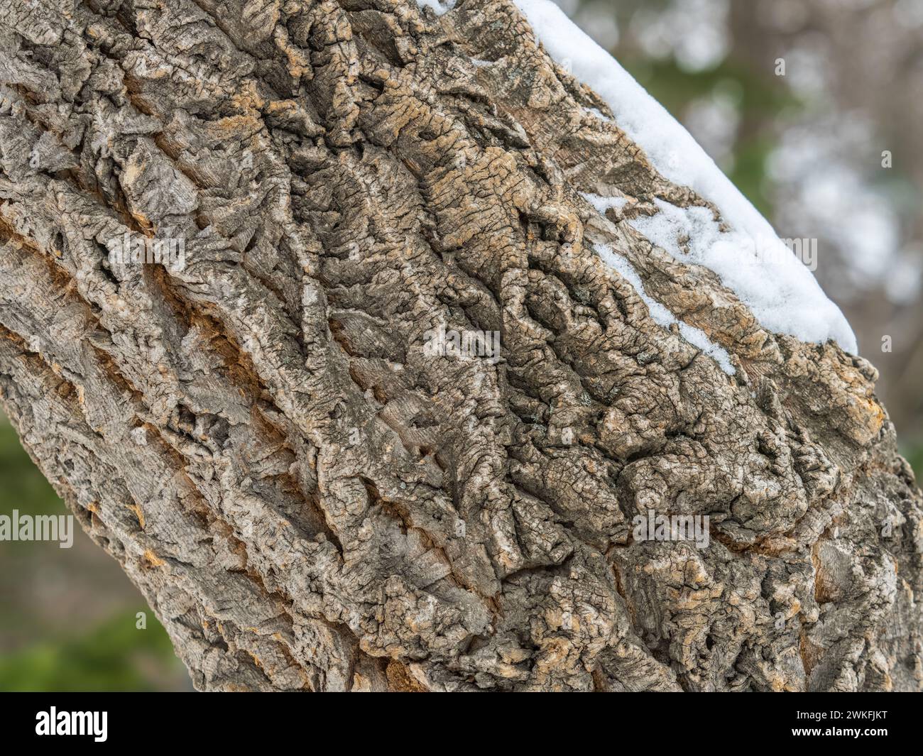 Cork oak tree bark texture. Old Tree bark texture. Natural background ...