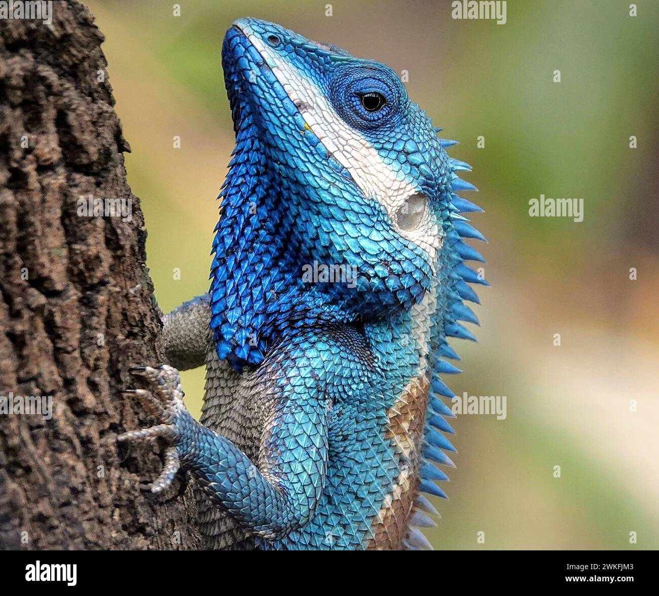 A Blue Crested Lizard climbing a tree trunk and holding on tightly ...