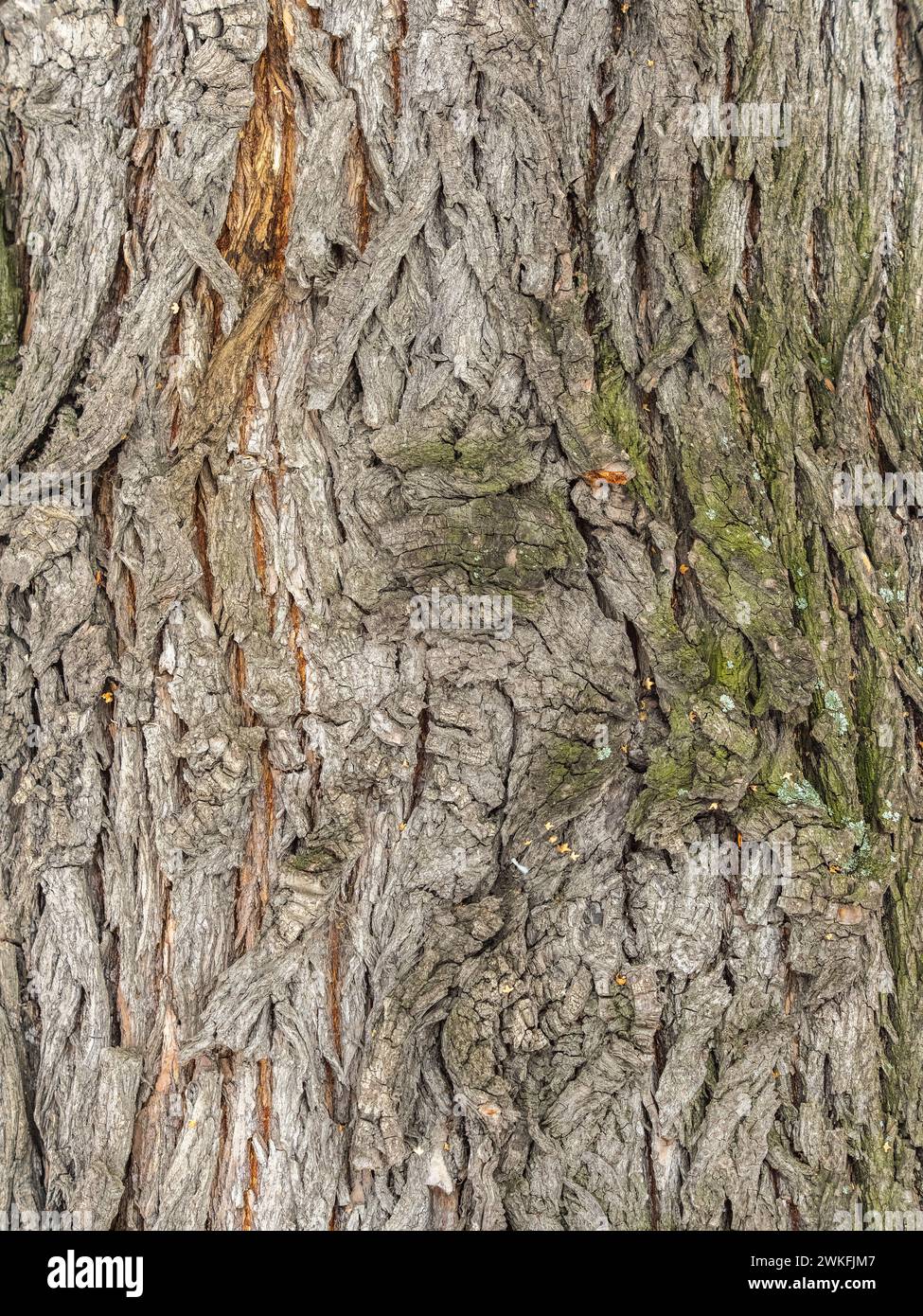 The texture of the bark of an old willow. Detailed bark texture ...