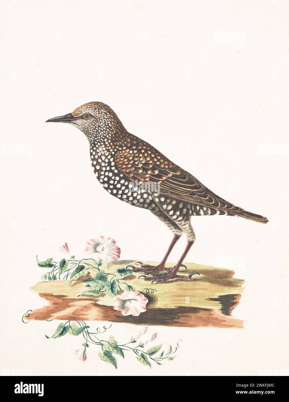 Common Starling (Sturnus vulgaris) by Gwillim Elizabeth in 1801 Stock ...