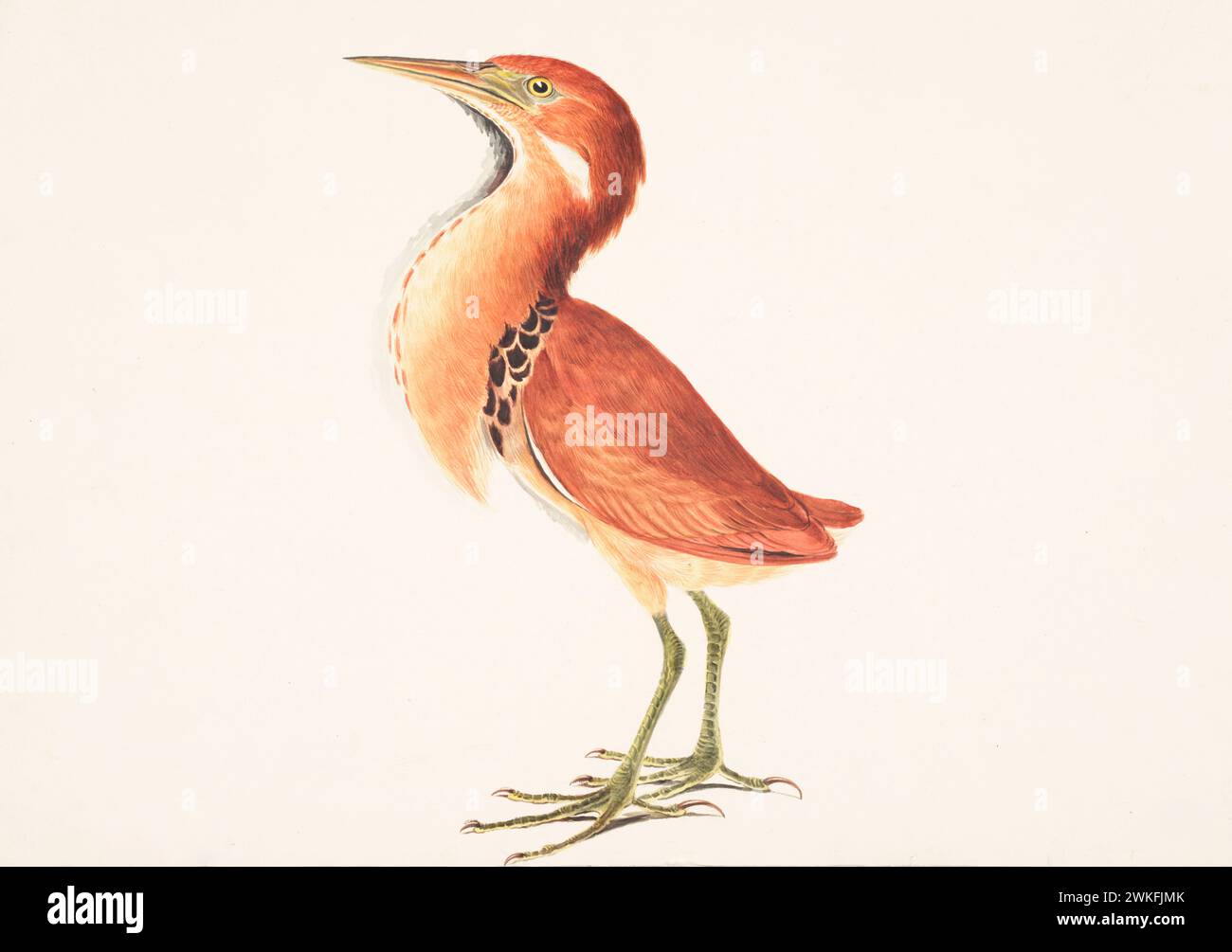 Ixobrychus cinnamomeus hi-res stock photography and images - Alamy