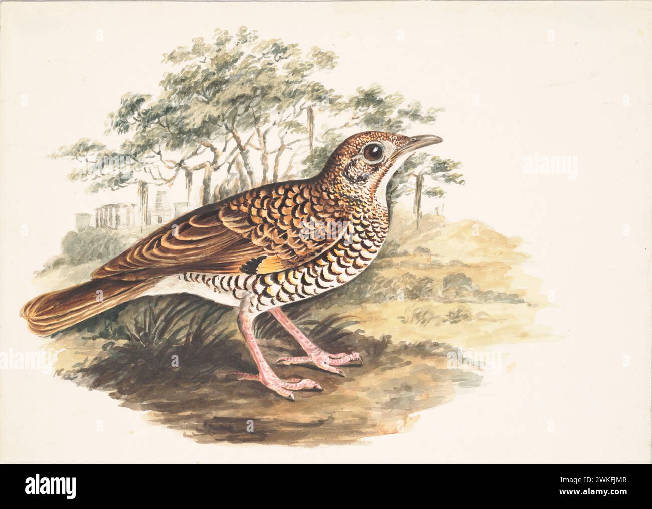 Tordo squamoso hi-res stock photography and images - Alamy