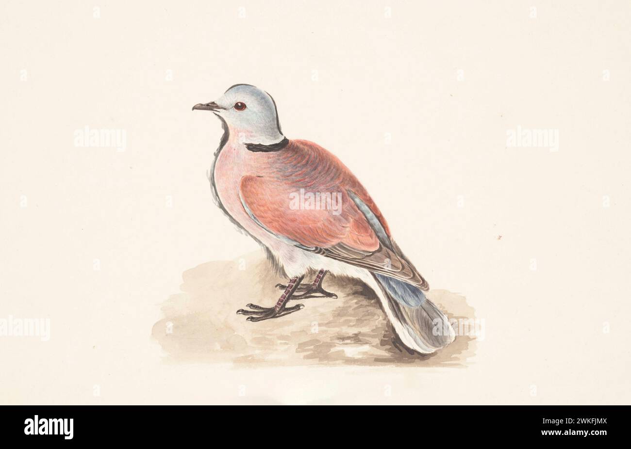 Red Collared Dove (Streptopelia tranquebarica) by Gwillim Elizabeth in ...