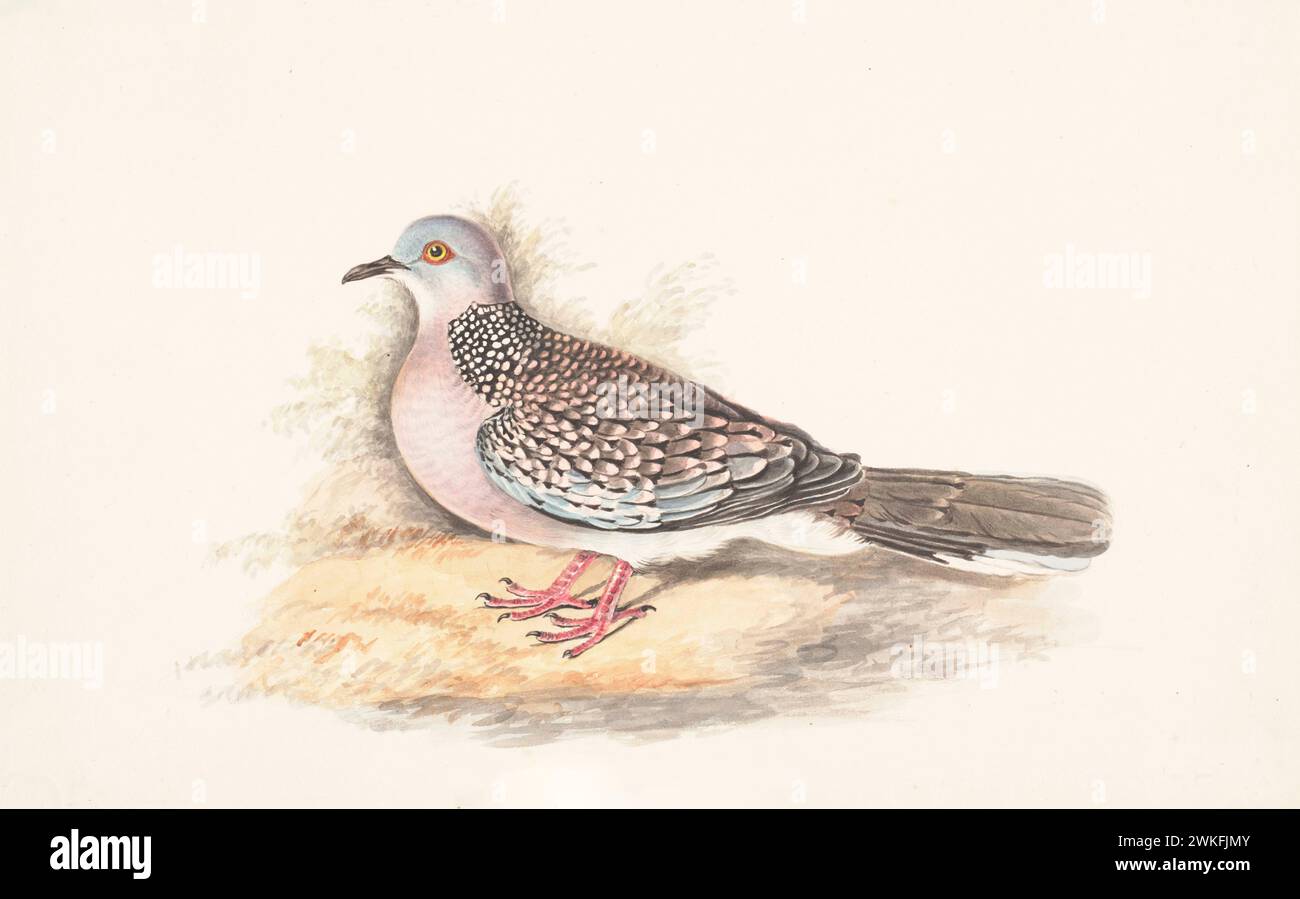Spotted dove (Streptopelia chinensis) by Gwillim Elizabeth in 1801 ...