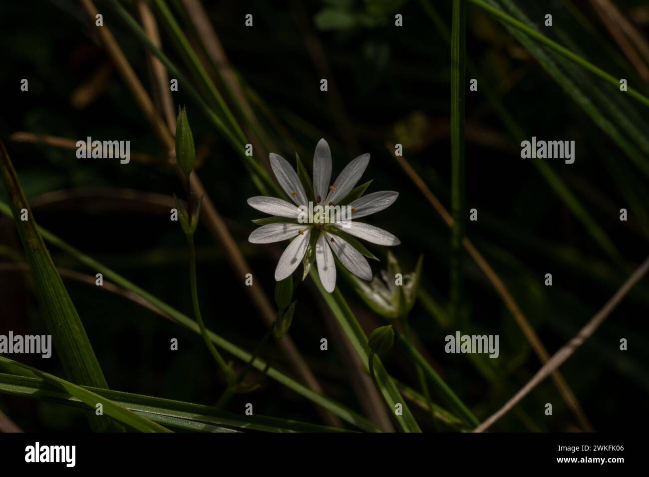 Stellaria longifolia Family Caryophyllaceae Genus Stellaria Long-leaved ...
