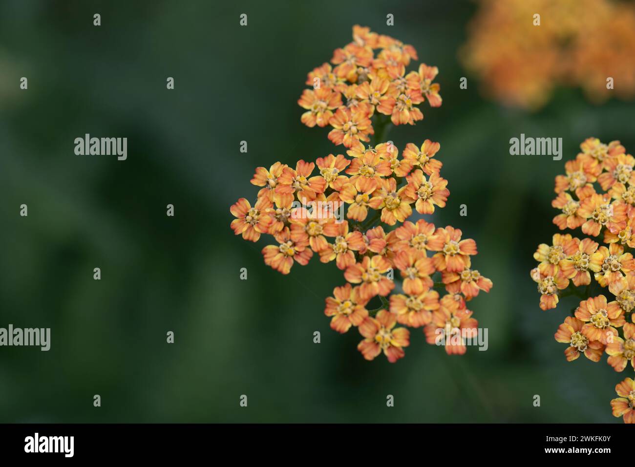 Achillea millefolium L. Common Yarrow, Western Yarrow, Yarrow, Milfoil ...
