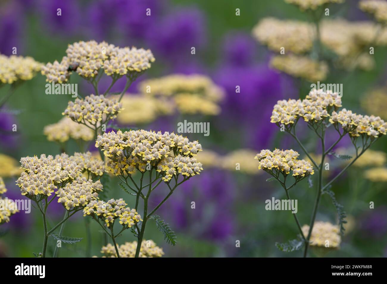 Yellow Fern Leaf Yarrow, Achillea filipendulina, flowering in cottage ...