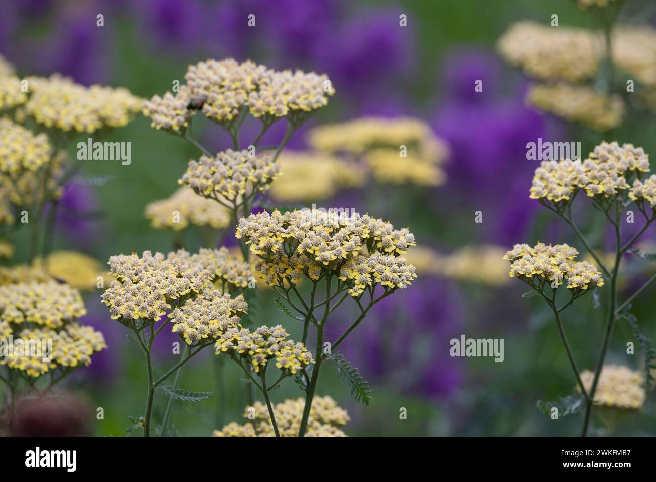 Yellow Fern Leaf Yarrow, Achillea filipendulina, flowering in cottage ...