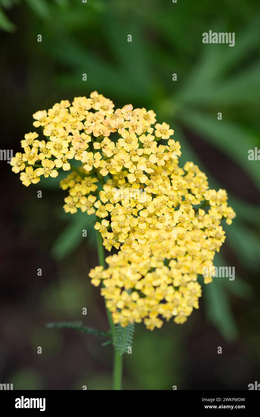 Yellow Fern Leaf Yarrow, Achillea filipendulina, flowering in cottage ...