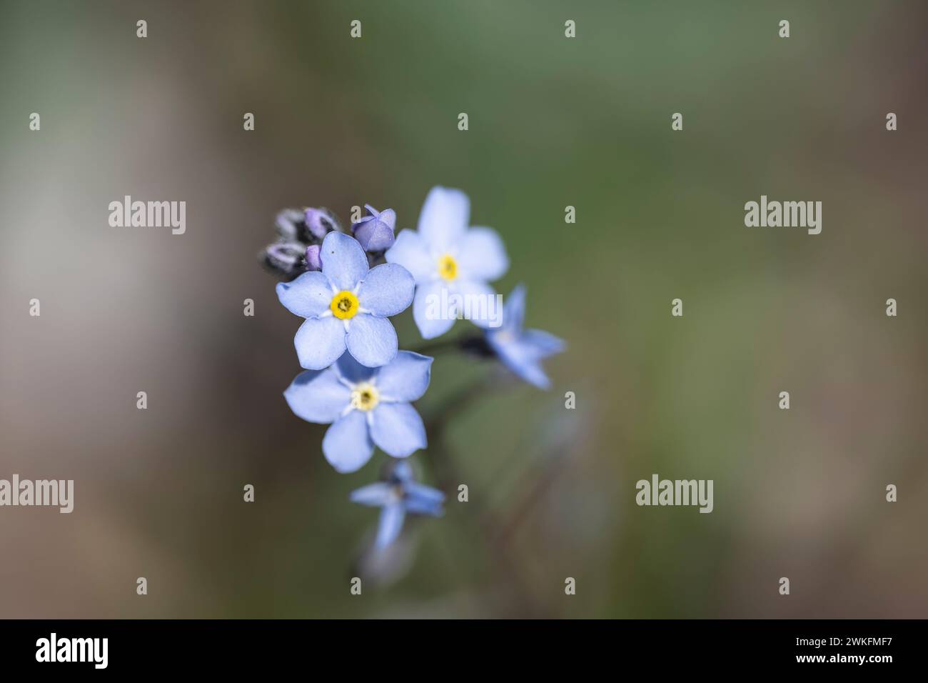 Forget-me-not, Myosotis sylvatica,, close-up shot, very detailed, in a ...