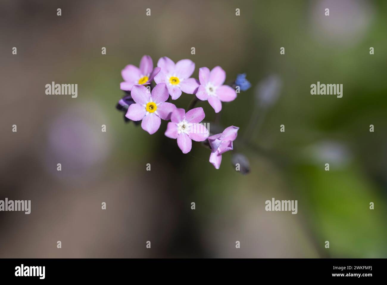 Forget-me-not, Myosotis sylvatica,, close-up shot, very detailed, in a ...