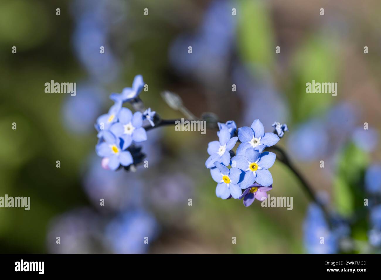 Forget-me-not, Myosotis sylvatica,, close-up shot, very detailed, in a ...