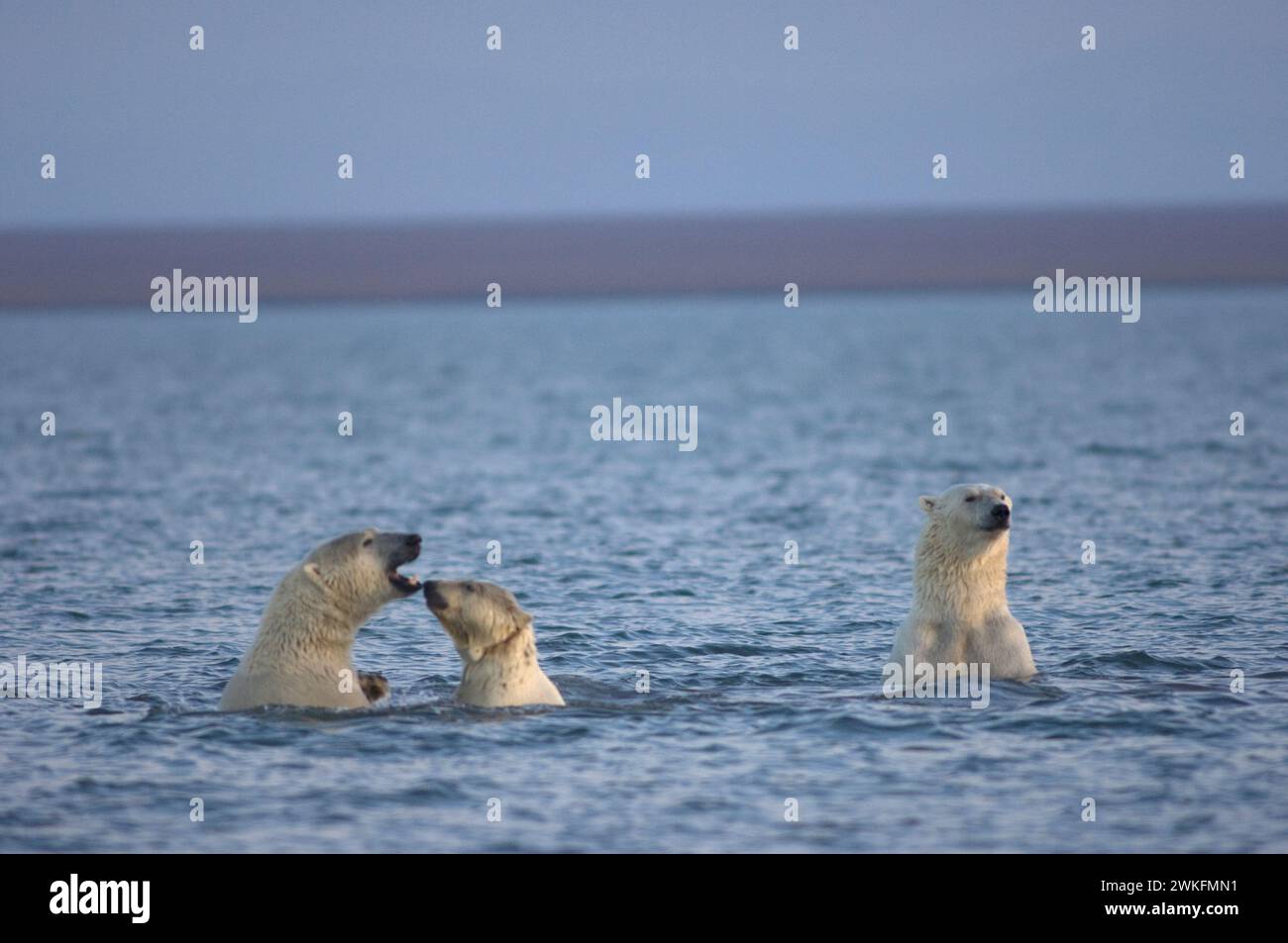 polar bears Ursus maritimus adults playing in waters off Barter Island ...