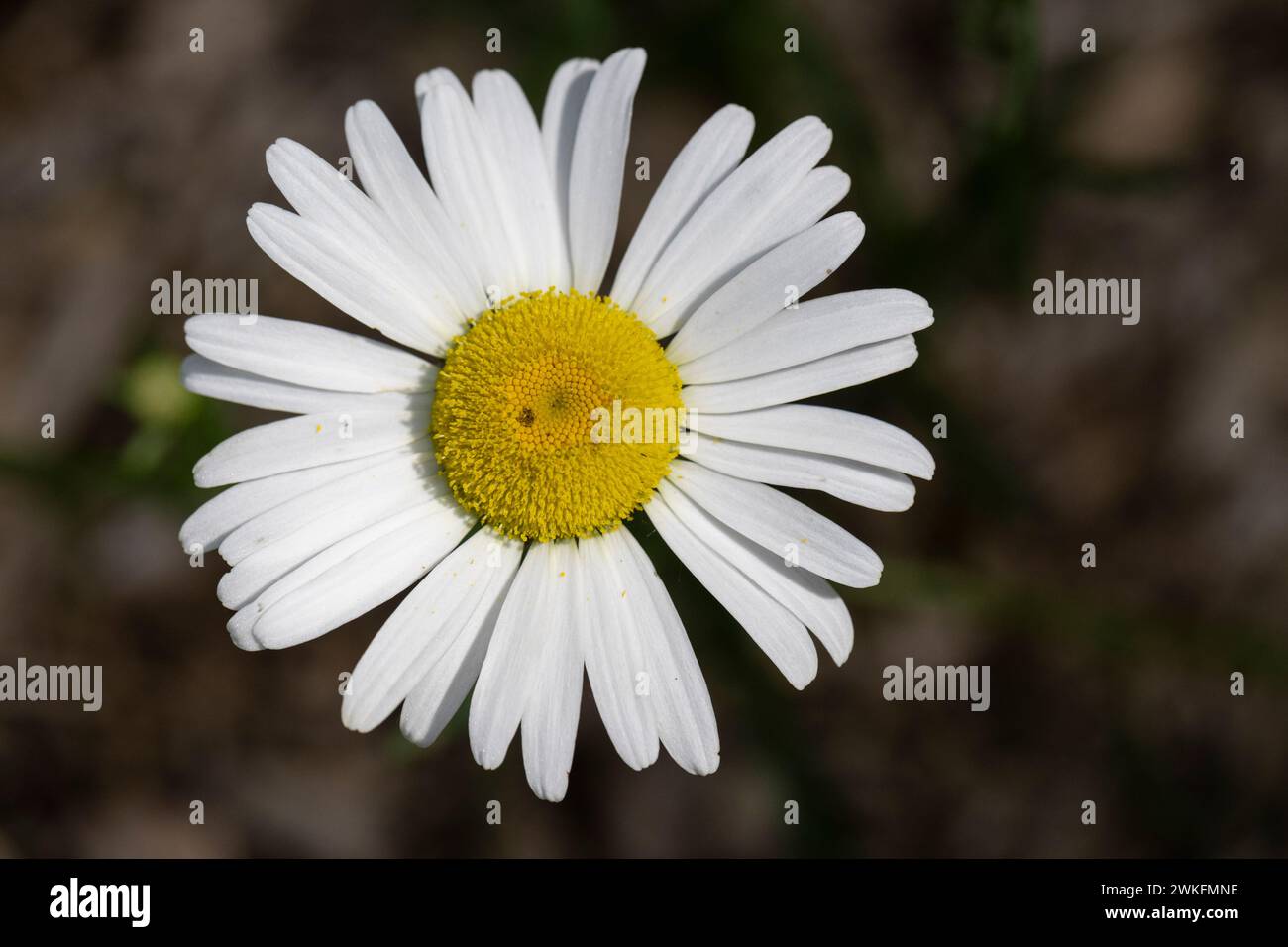 Ox-eye Daisy, Leucanthemum vulgare Stock Photo - Alamy