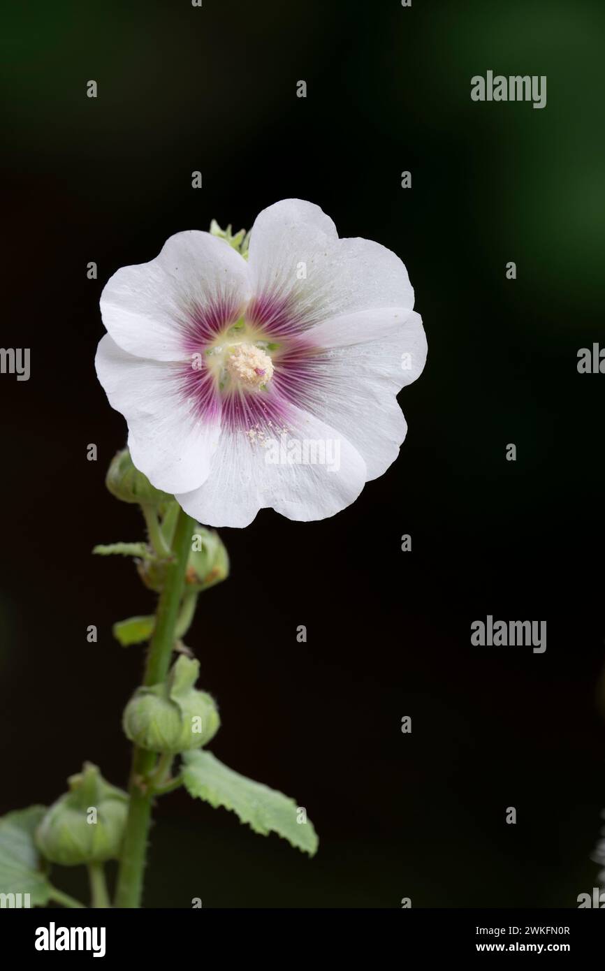 Common Hollyhock, Alcea rosea, flowerijng i cottage garden, Brownsburg ...