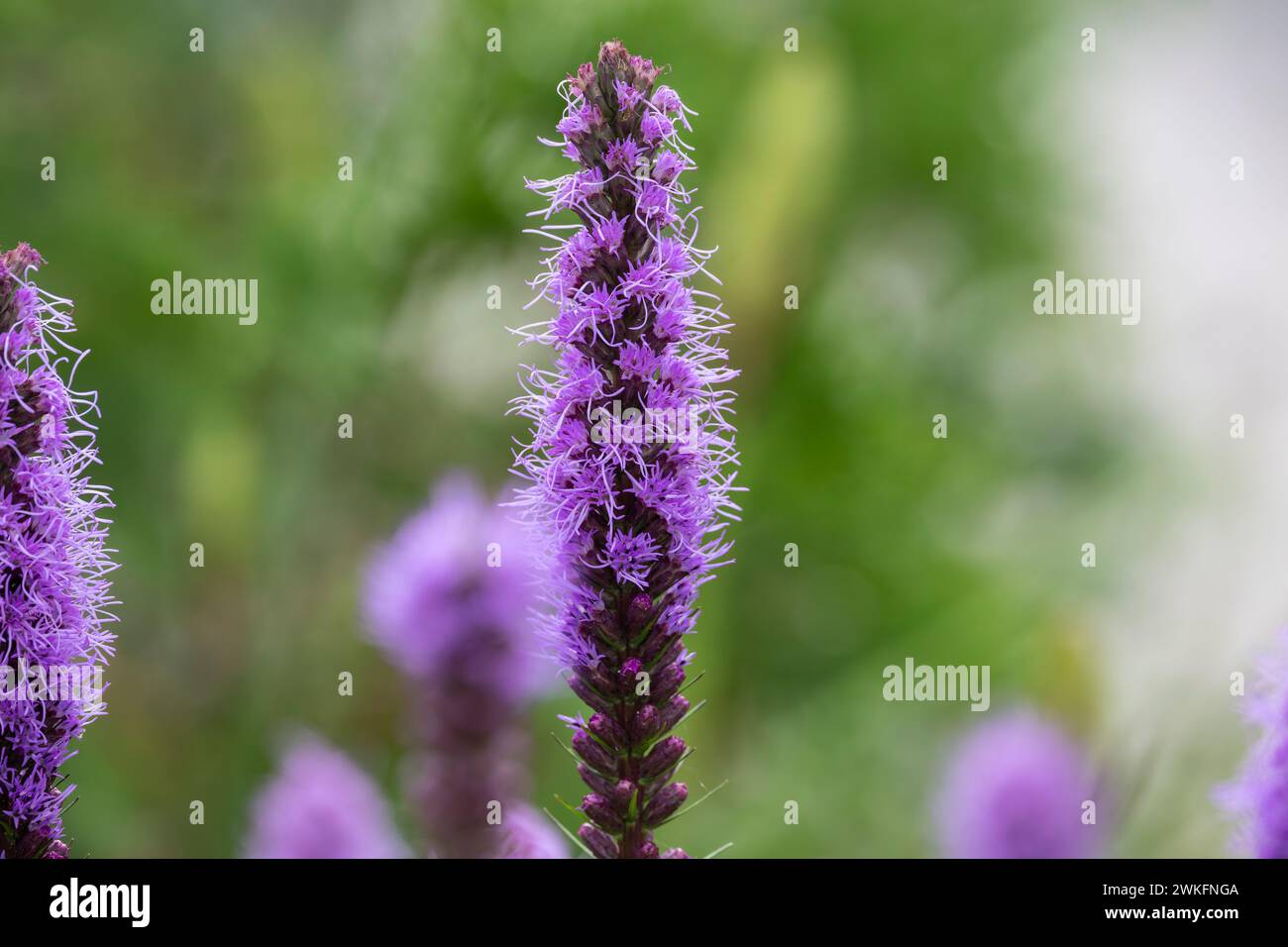 Liatris pycnostachya, Prairie Blazing Star,tall slim lavender colored ...