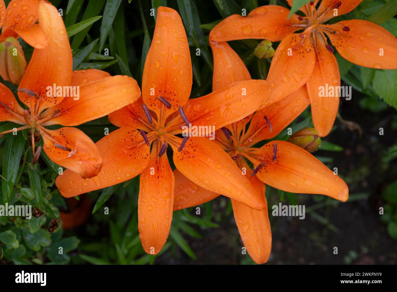 Orange lily, Lilium bulbiferum, in cottage garden Brownsburg-Chatham ...