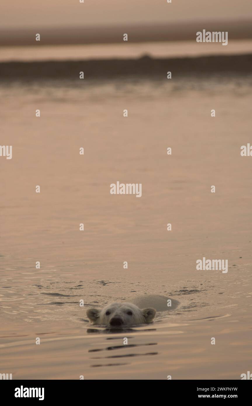 polar bear Ursus maritimus cub swims off Bernard Spit Arctic National ...