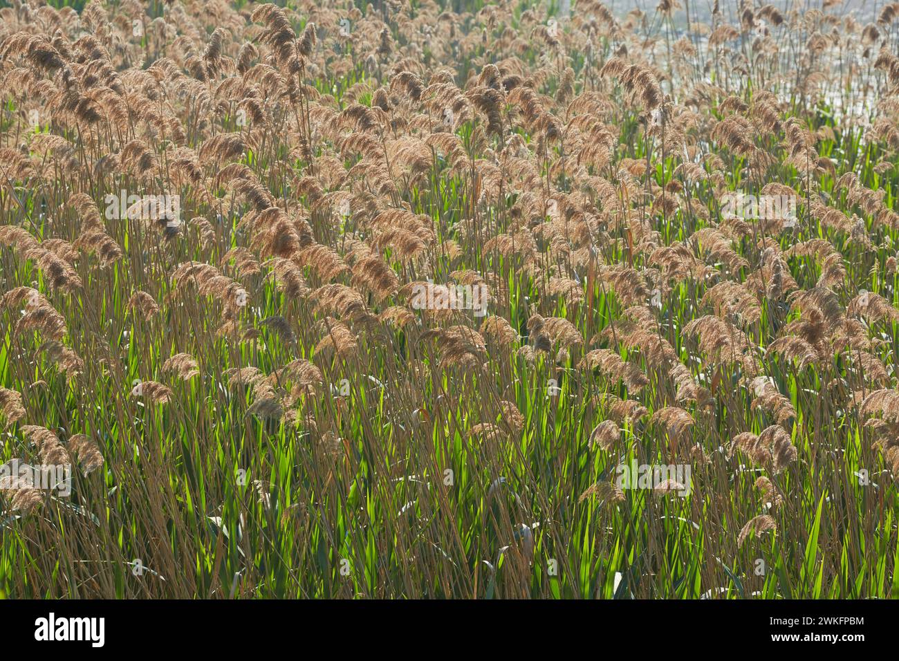 Cane lake hi-res stock photography and images - Alamy