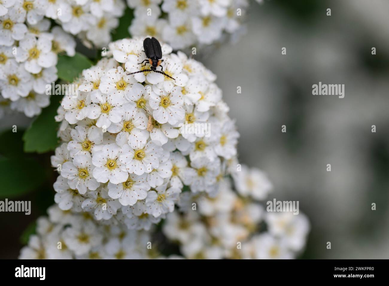 insect on flower, spiraea, Spiraea prunifolia, in home cottage garden ...