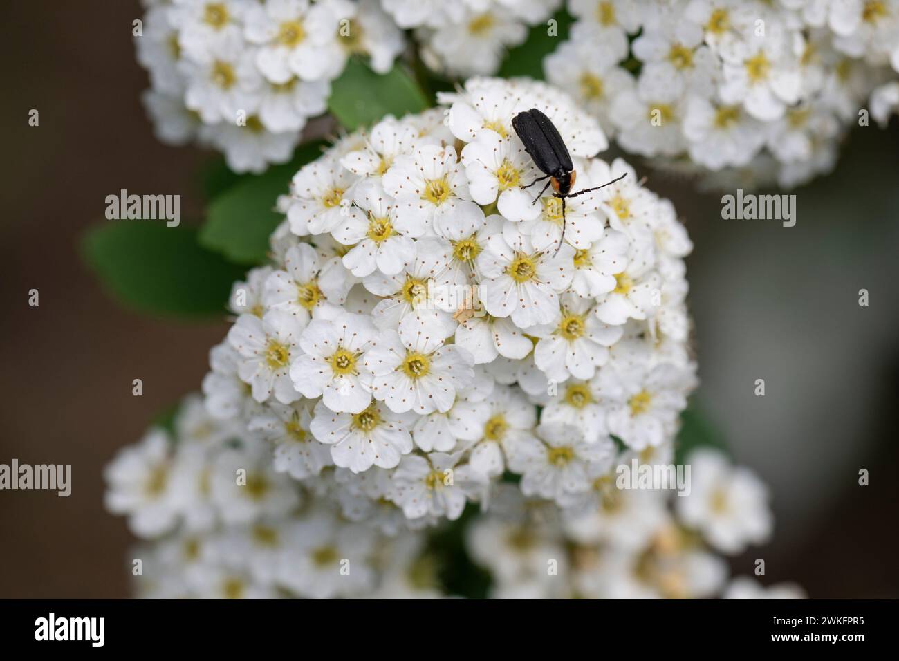 insect on flower, spiraea, Spiraea prunifolia, in home cottage garden ...