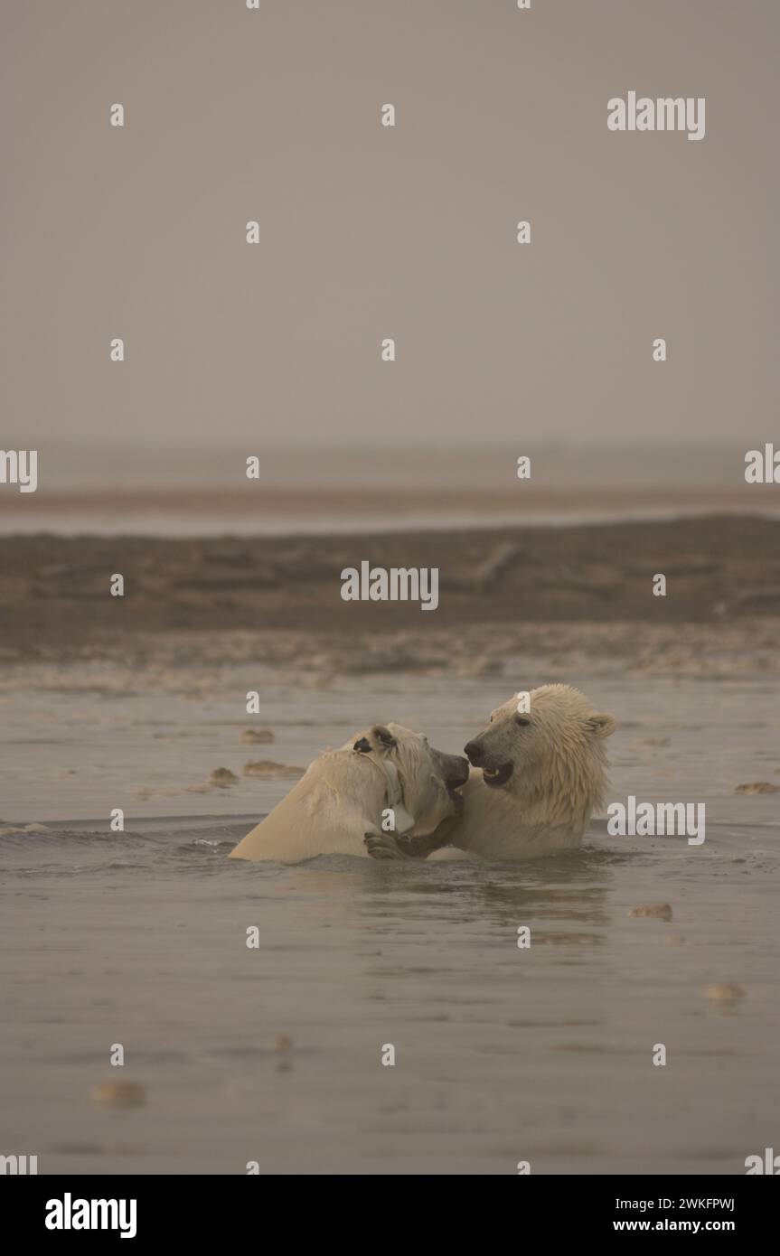 polar bears Ursus maritimus adults playing in waters off Barter Island ...