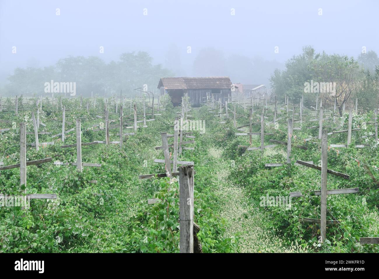 Serbian farm hi-res stock photography and images - Alamy