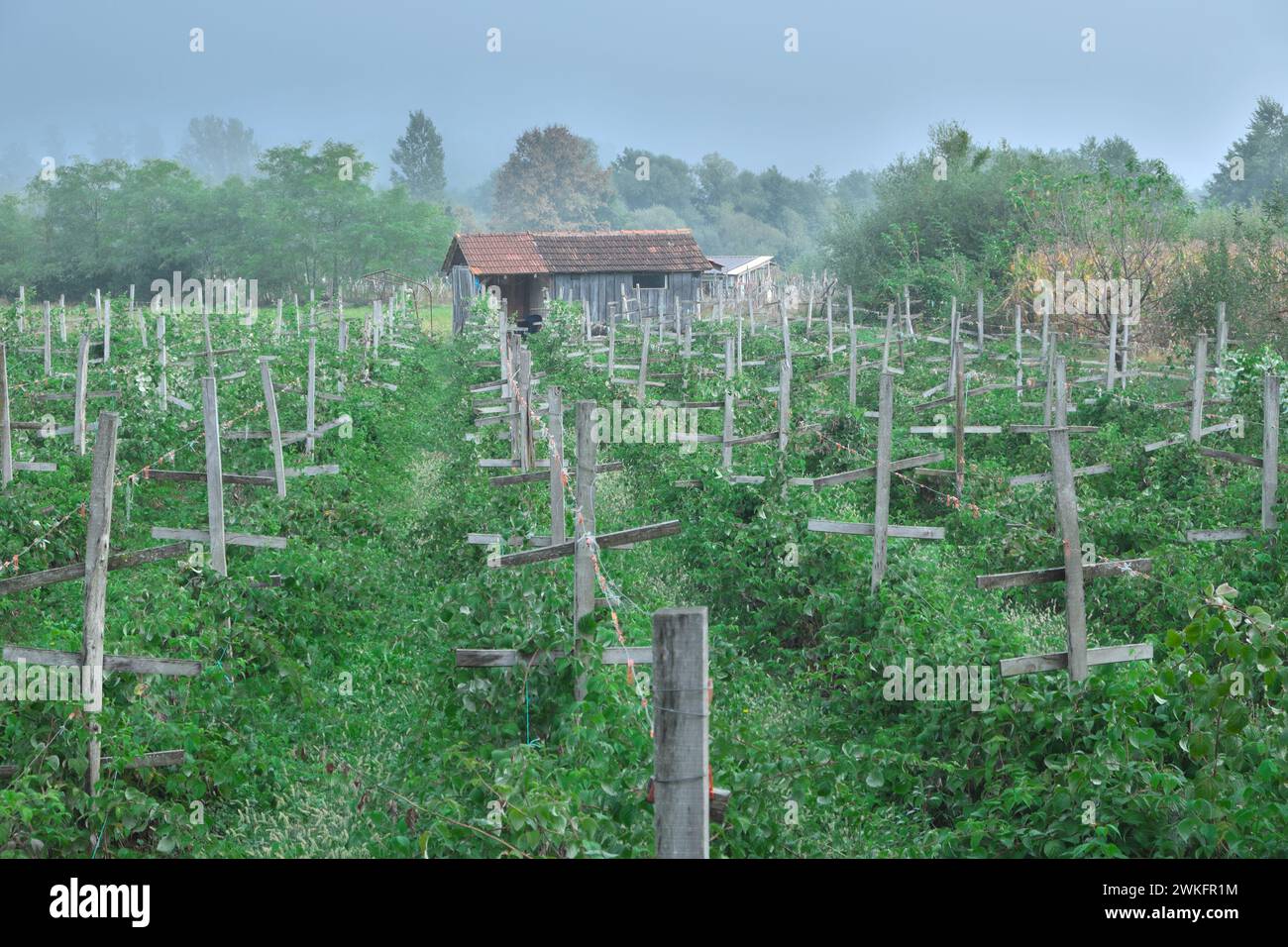 Zdravcici hi-res stock photography and images - Alamy