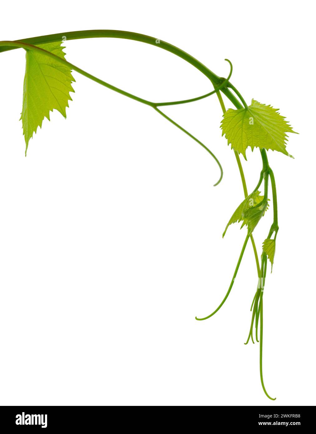 Fresh Green grape vine branch leaves. Greenery. Vine branch, isolated ...