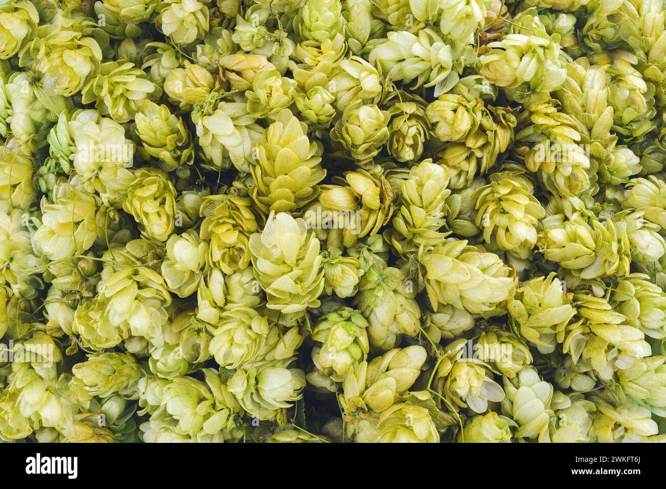 Hop cones close up. Texture. Top view. Brewing. Healing herbs. Concept ...