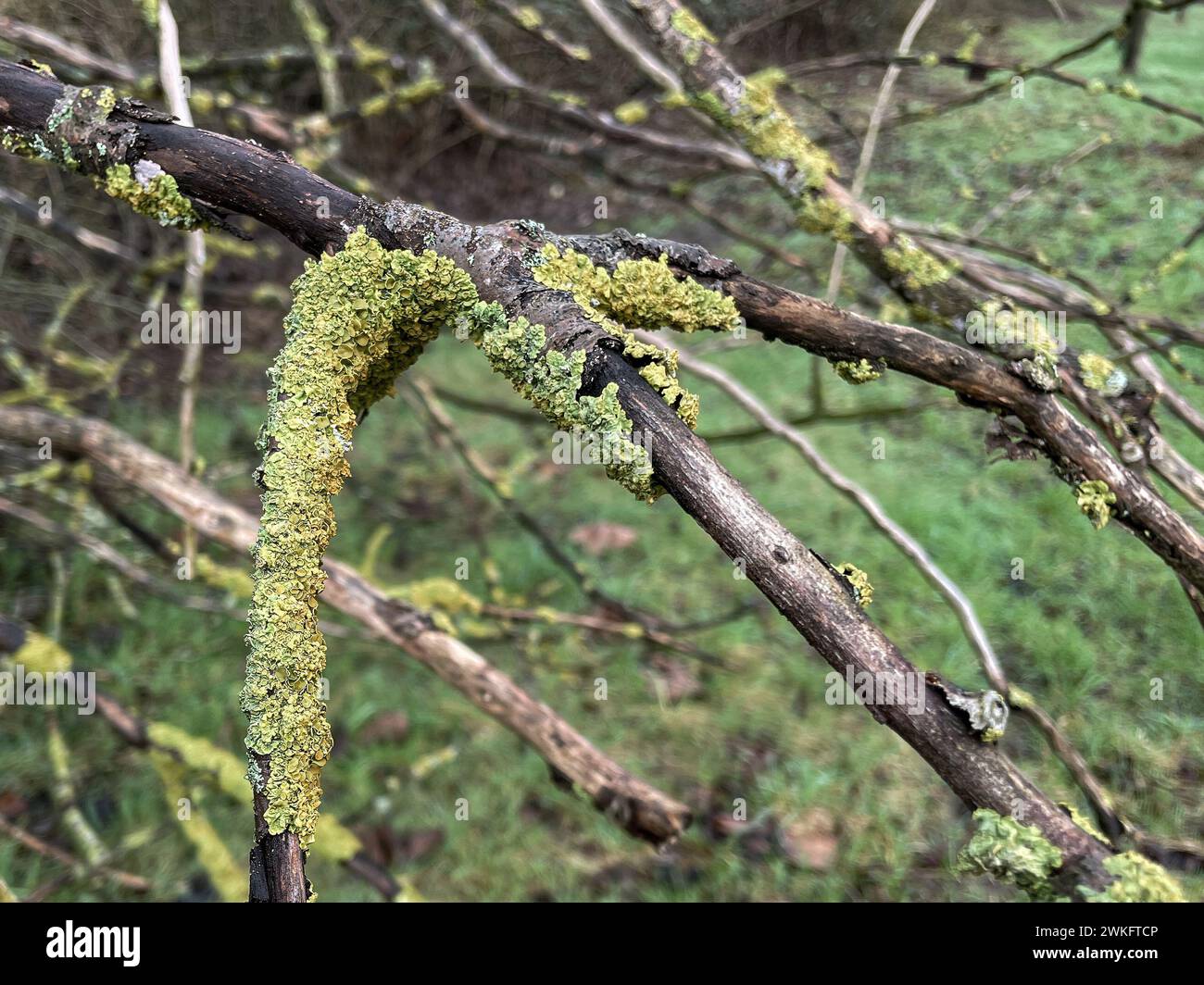 Lichen on a branch isolated on white background hi-res stock ...